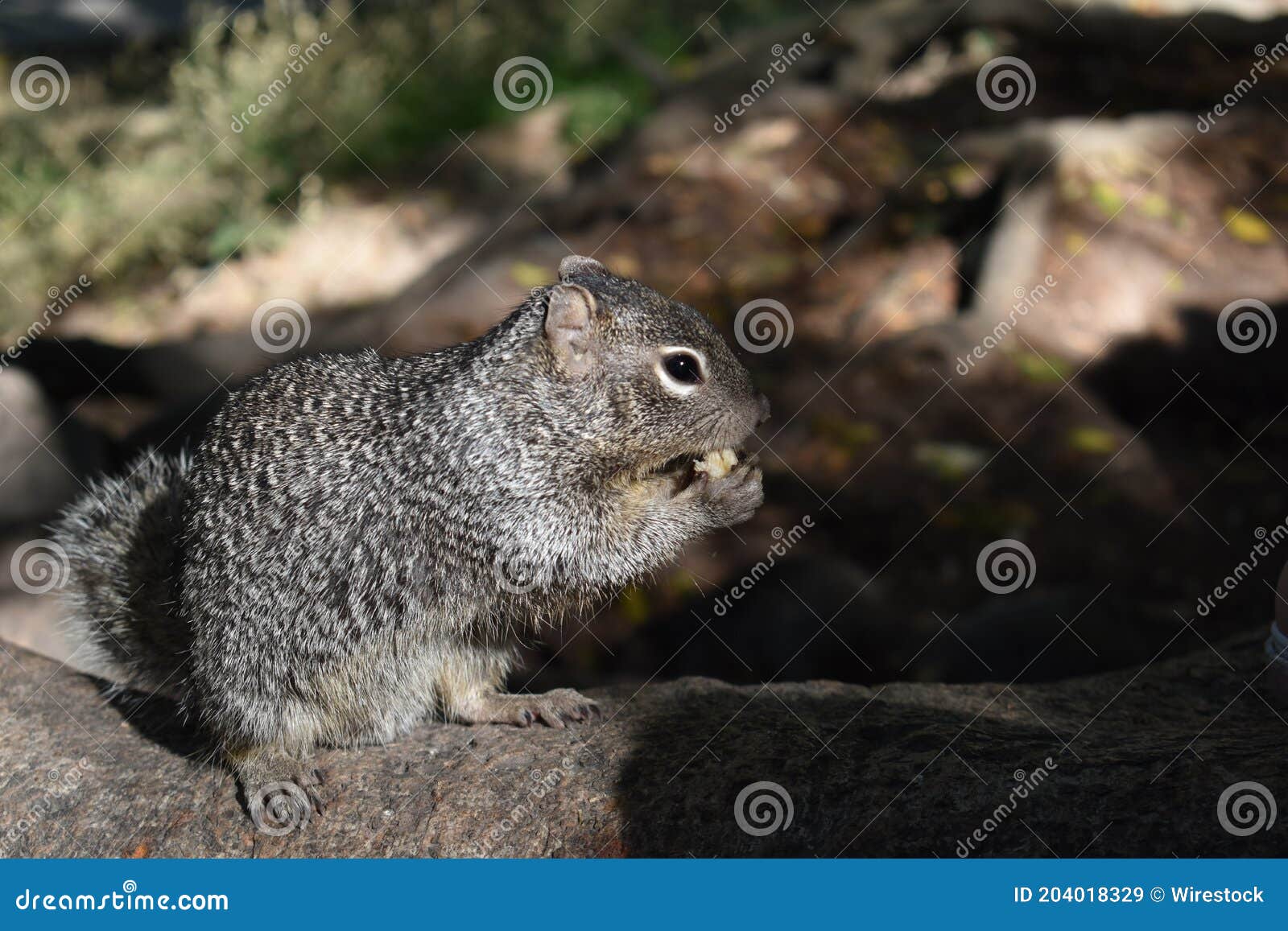 Selective Focus Shot of a California Gopher Stock Image - Image of ...