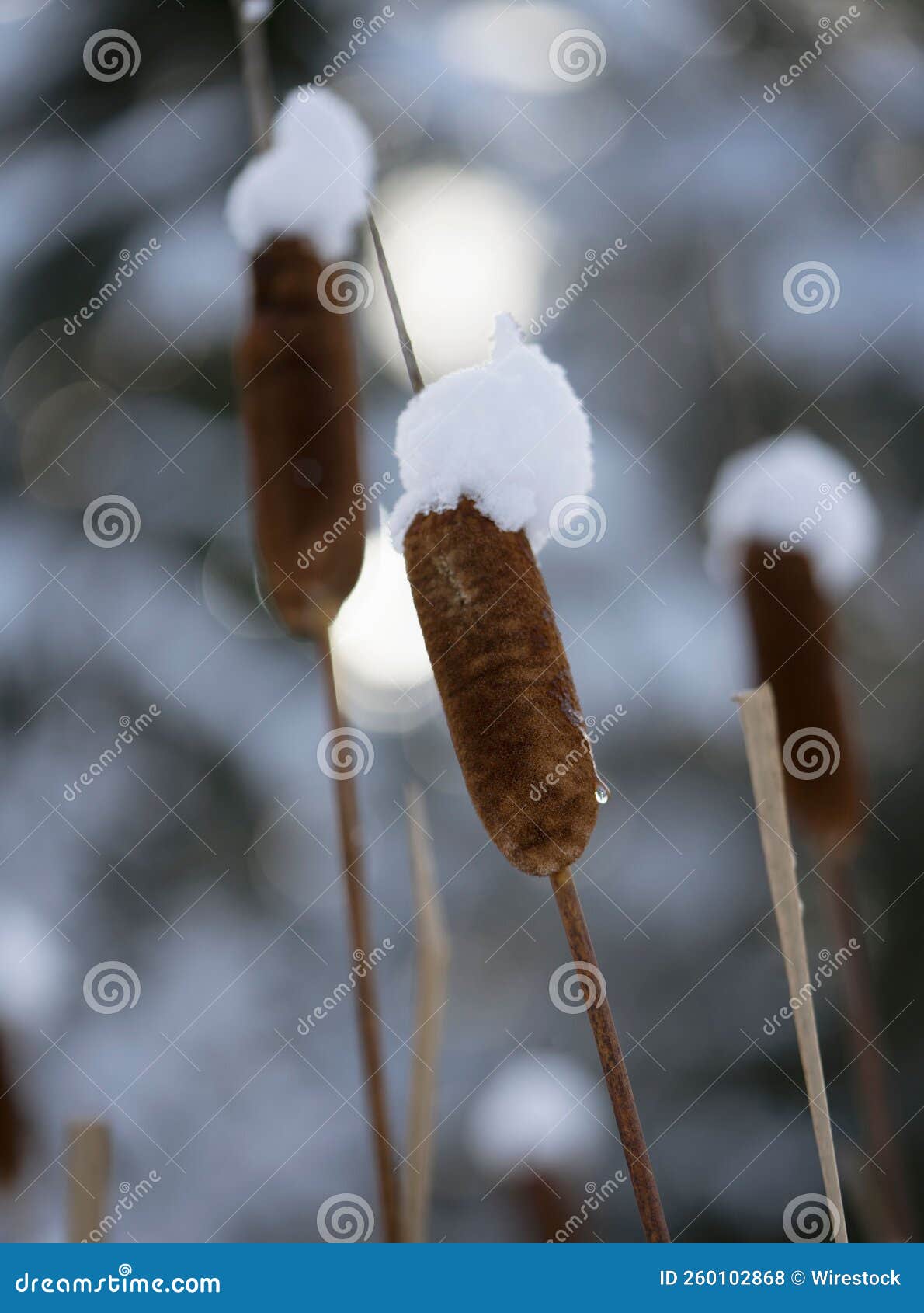 Selective Focus Shot of Cattails Covered in Snow in the Daylight ...