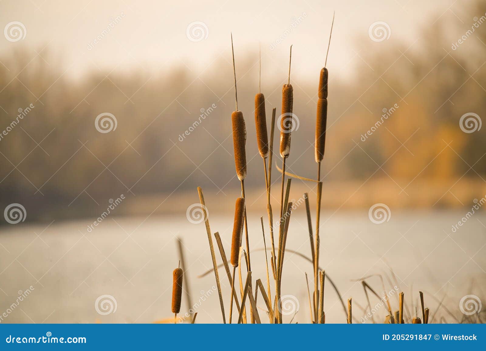 Cattails Royalty-Free Stock Photo | CartoonDealer.com #80987181