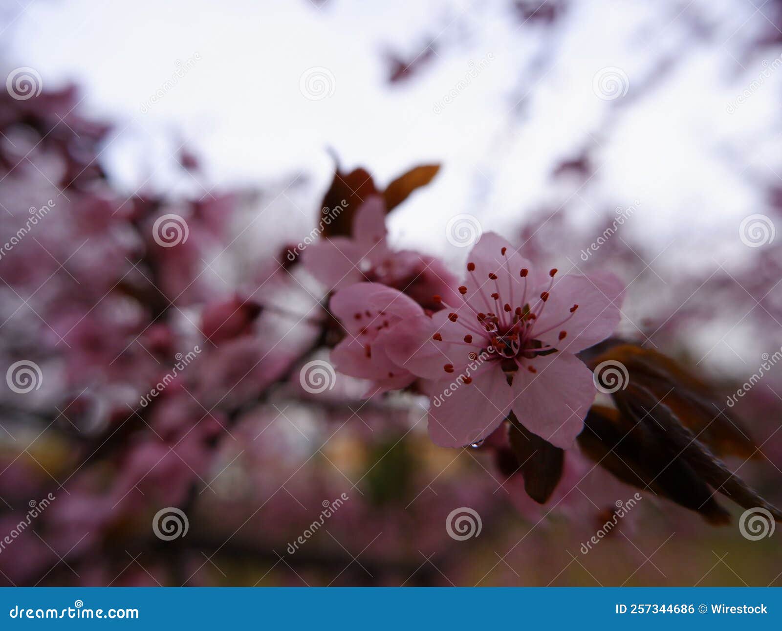 Selective Focus Shot of a Cherry Blossom Tree Branch in a Park Stock ...