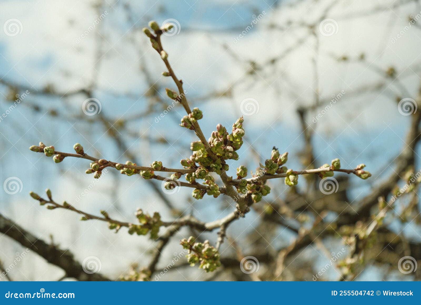 Selective Focus Shot of a Cherry Blossom Tree Buds Stock Photo - Image ...