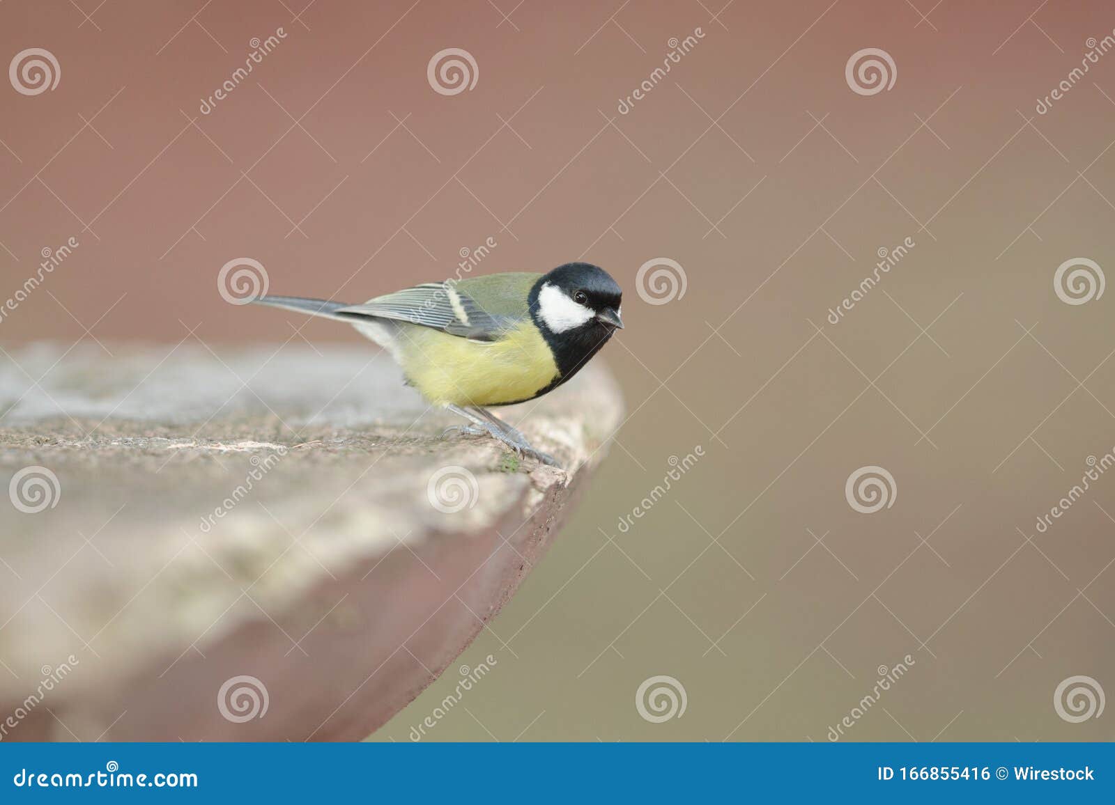 Selective Focus Shot of a Chickadee Bird Standing on the Edge of a Rock ...