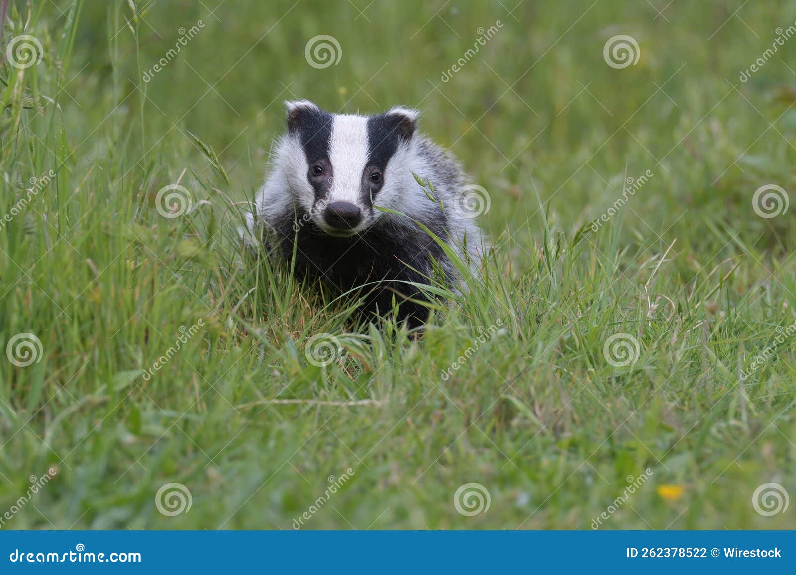 Selective Focus Shot of a Common Badger in a Field Outdoors Stock Photo ...