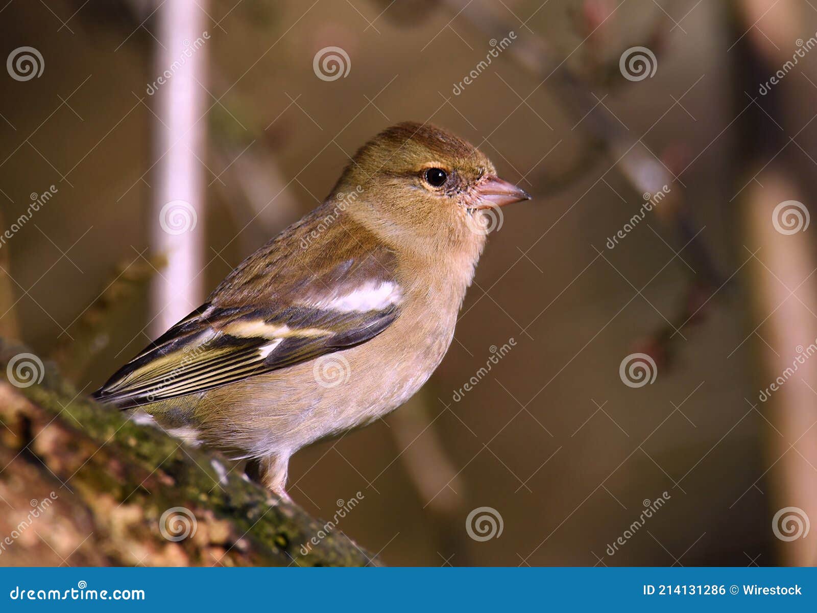 Selective Focus Shot of a Common Chaffinch on a Green Grass Stock Photo ...
