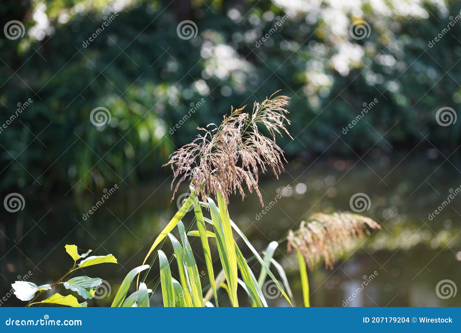 Selective Focus Shot of a Common Reed Growing by the Pond Stock Photo ...