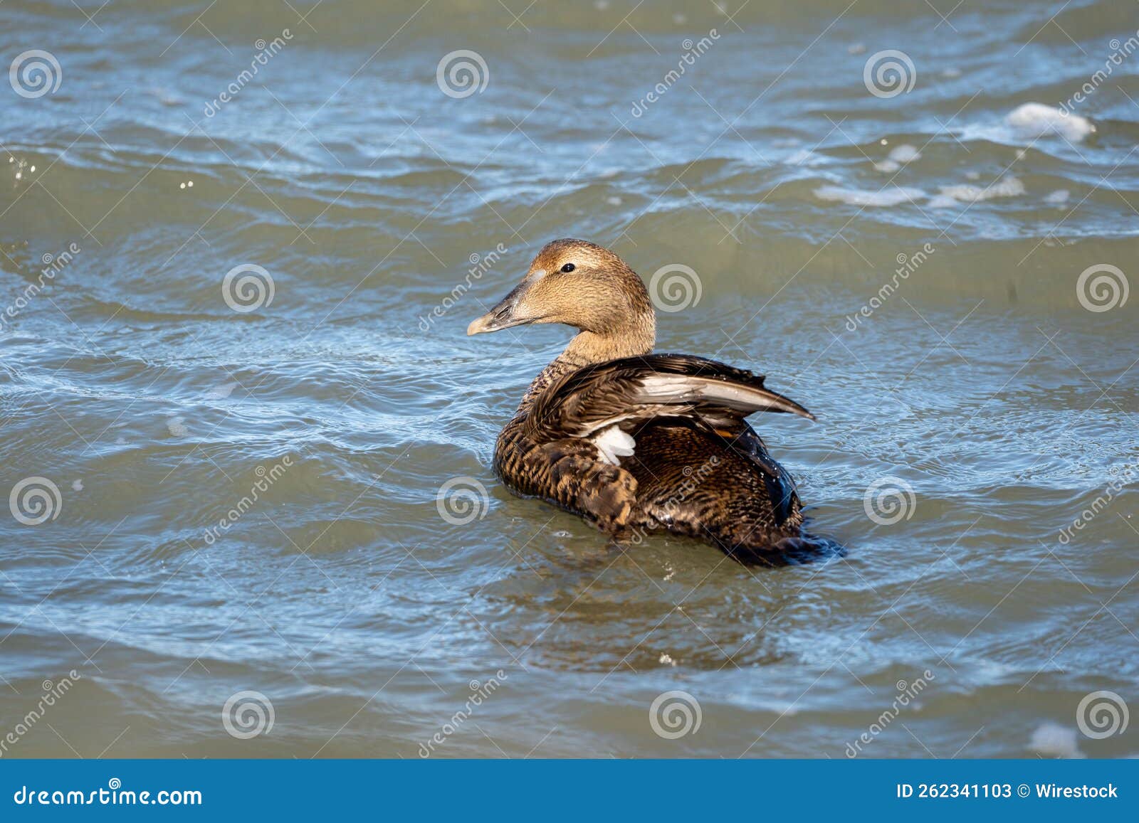Common Scoter Seabirds, Duck In Flight. Royalty-Free Stock Photography ...