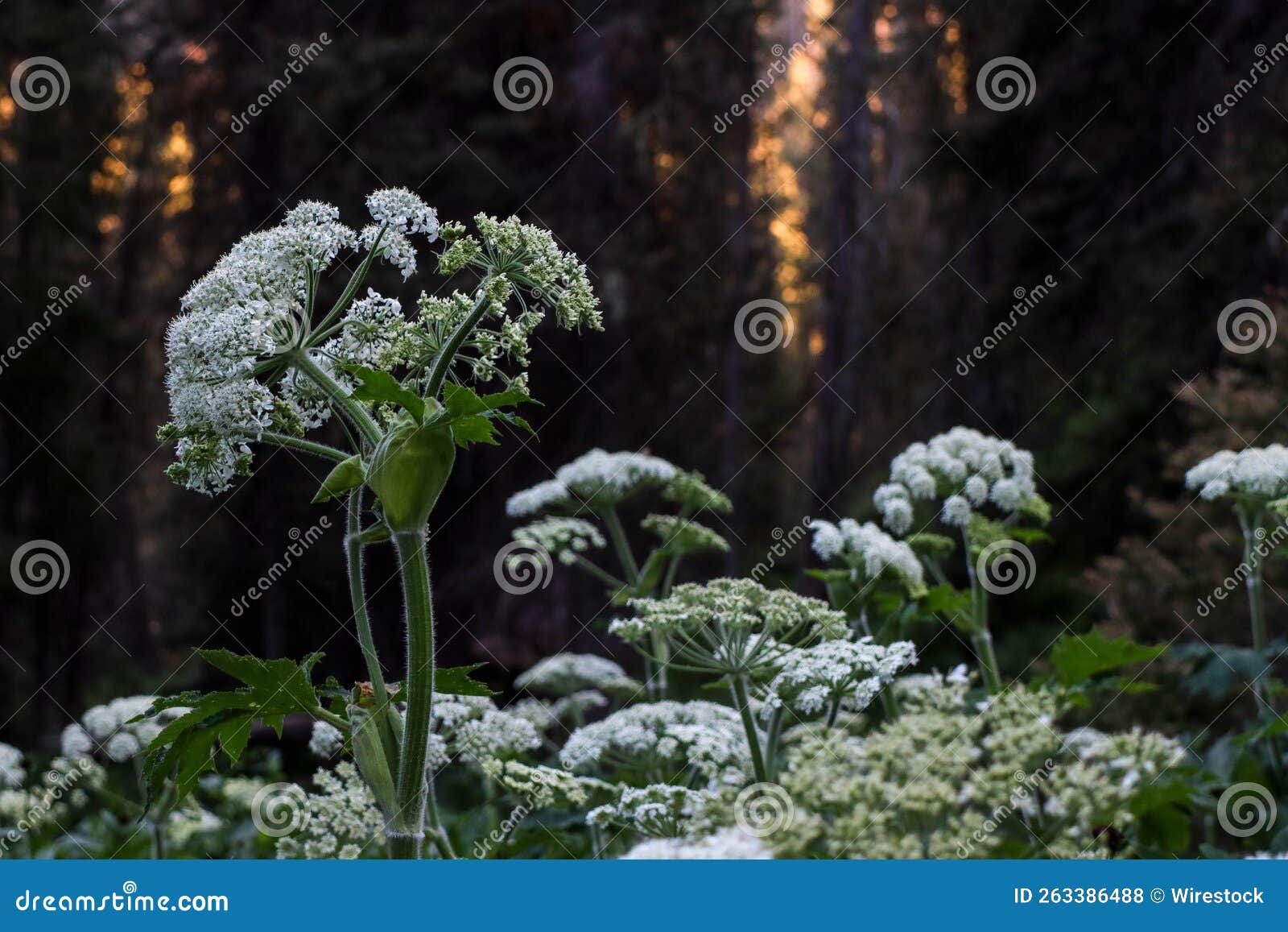 Selective Focus Shot of Cow Parsnip (Heracleum) in a Forest with Dense ...