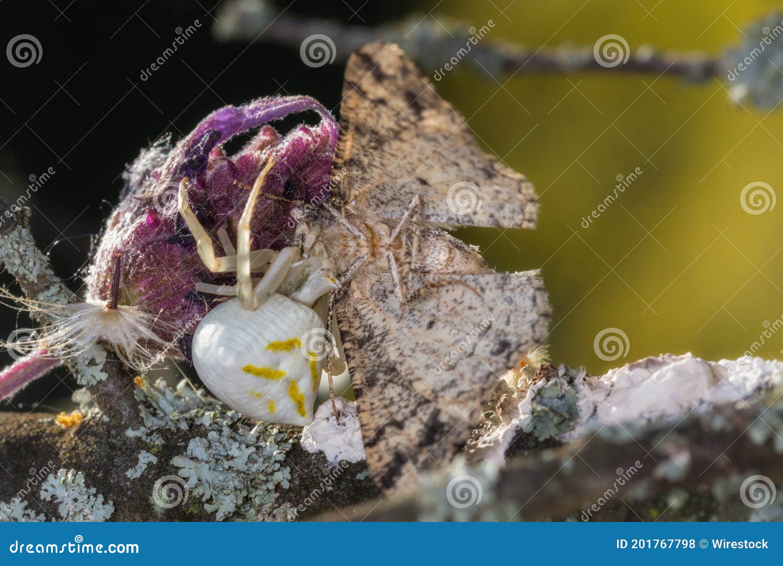Selective Focus Shot of Crab Spider Hunting a Moth Stock Photo - Image ...