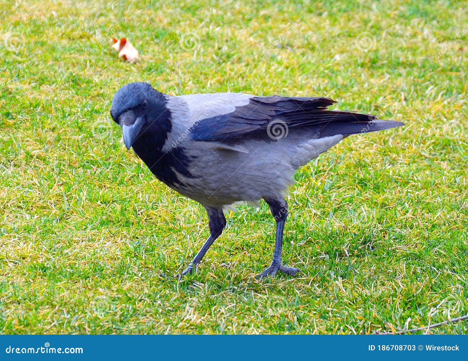 Selective Focus Shot of a Crow on the Green Grass Ground Stock Image ...