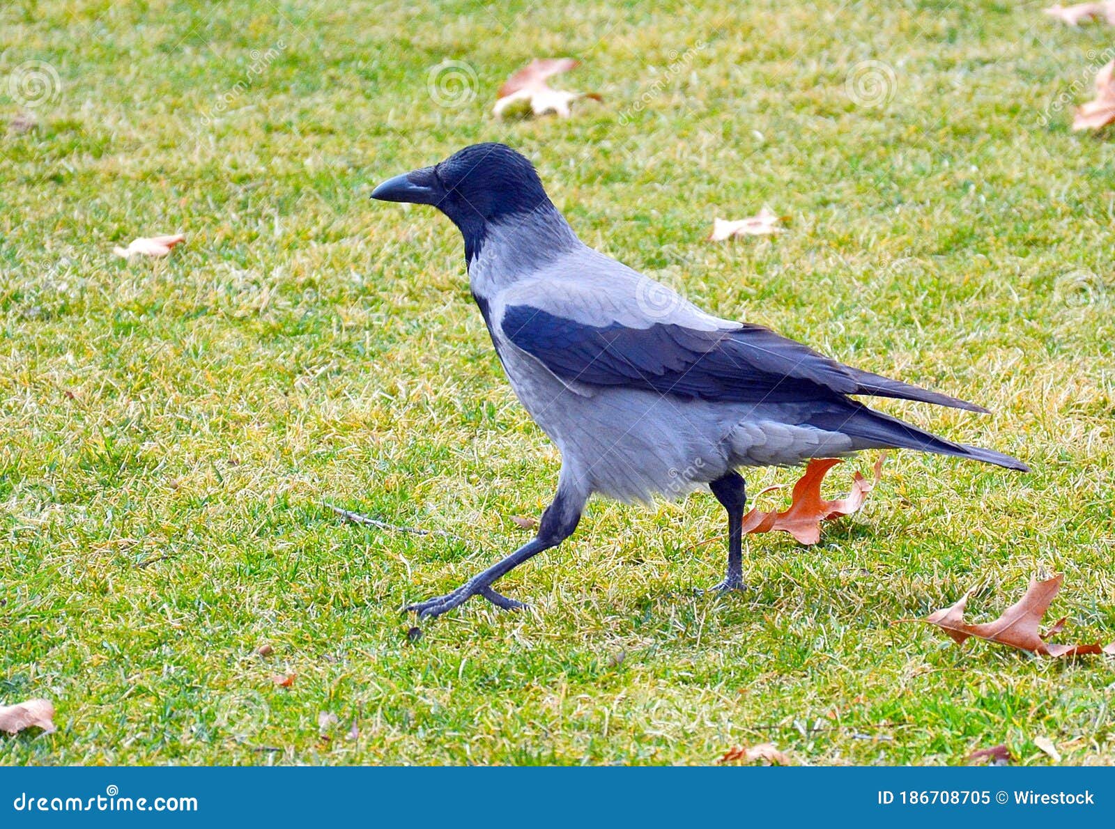Selective Focus Shot of a Crow on the Green Grass Ground Stock Image ...