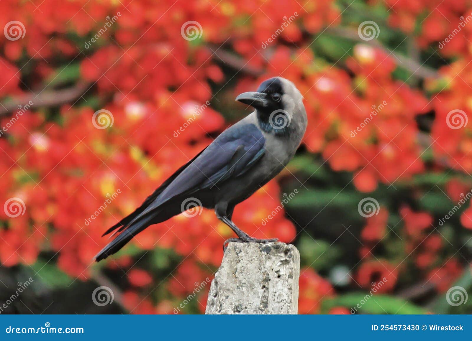 Selective Focus Shot of a Crow Standing on the Pole Stock Photo - Image ...