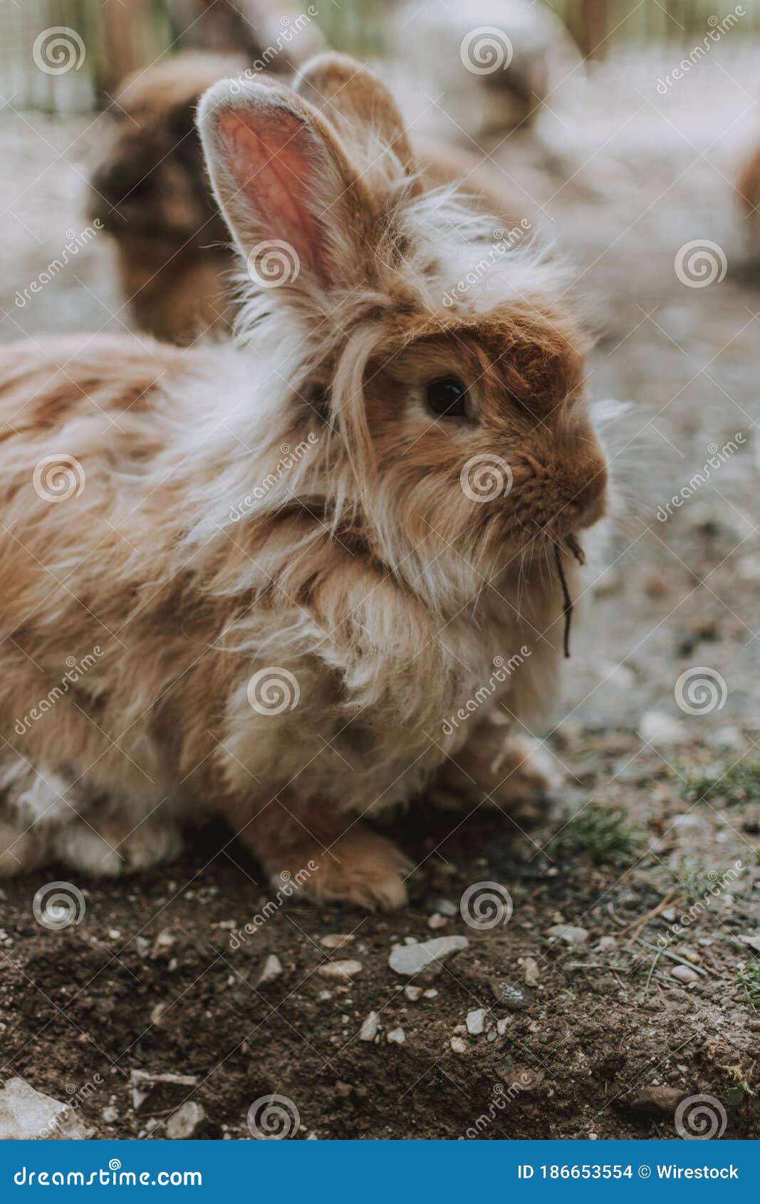 Selective Focus Shot of the Cute Brown Angora Rabbit Stock Photo ...