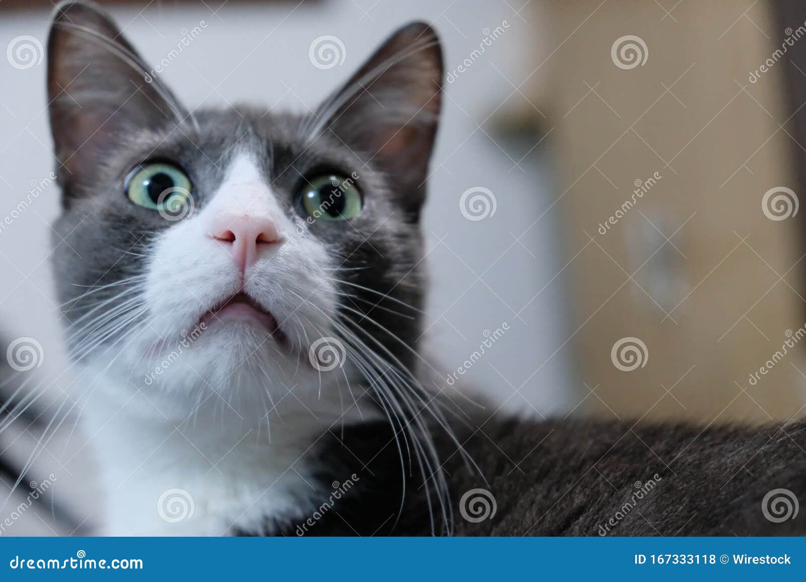 Selective Focus Shot of a Cute Cat with a Scared Facial Expression ...