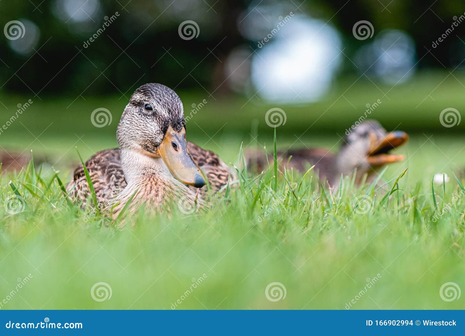 Selective Focus Shot of a Cute Duck Sitting in the Grass on Blurred ...