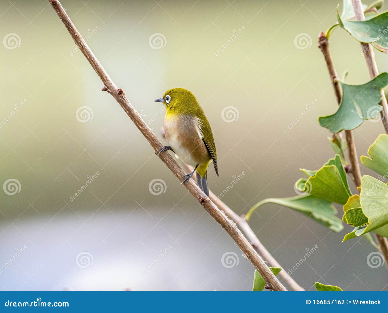 Selective Focus Shot of a Cute Exotic Bird Standing on a Tree Branch in ...