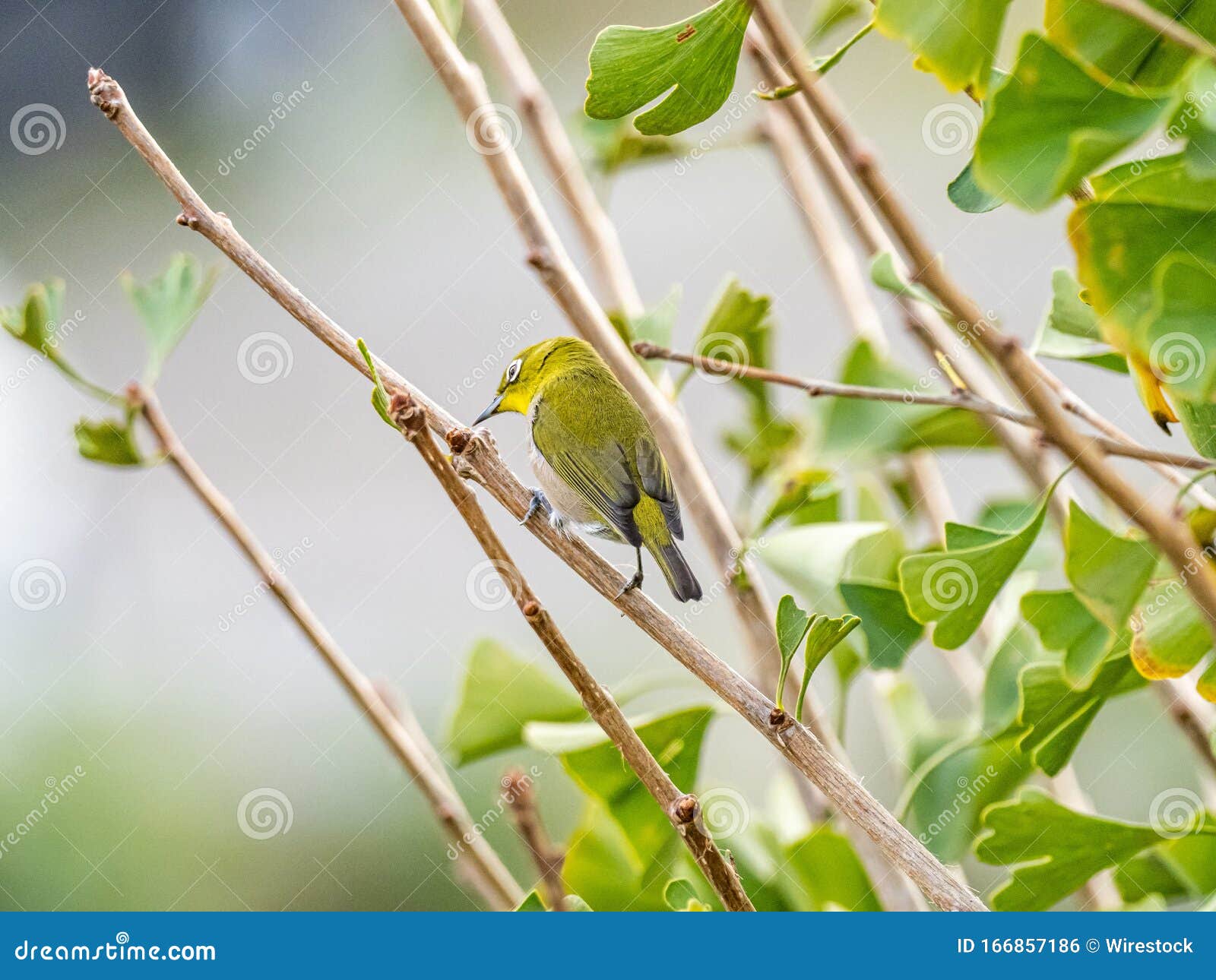Selective Focus Shot of a Cute Exotic Bird Standing on a Tree Branch in ...