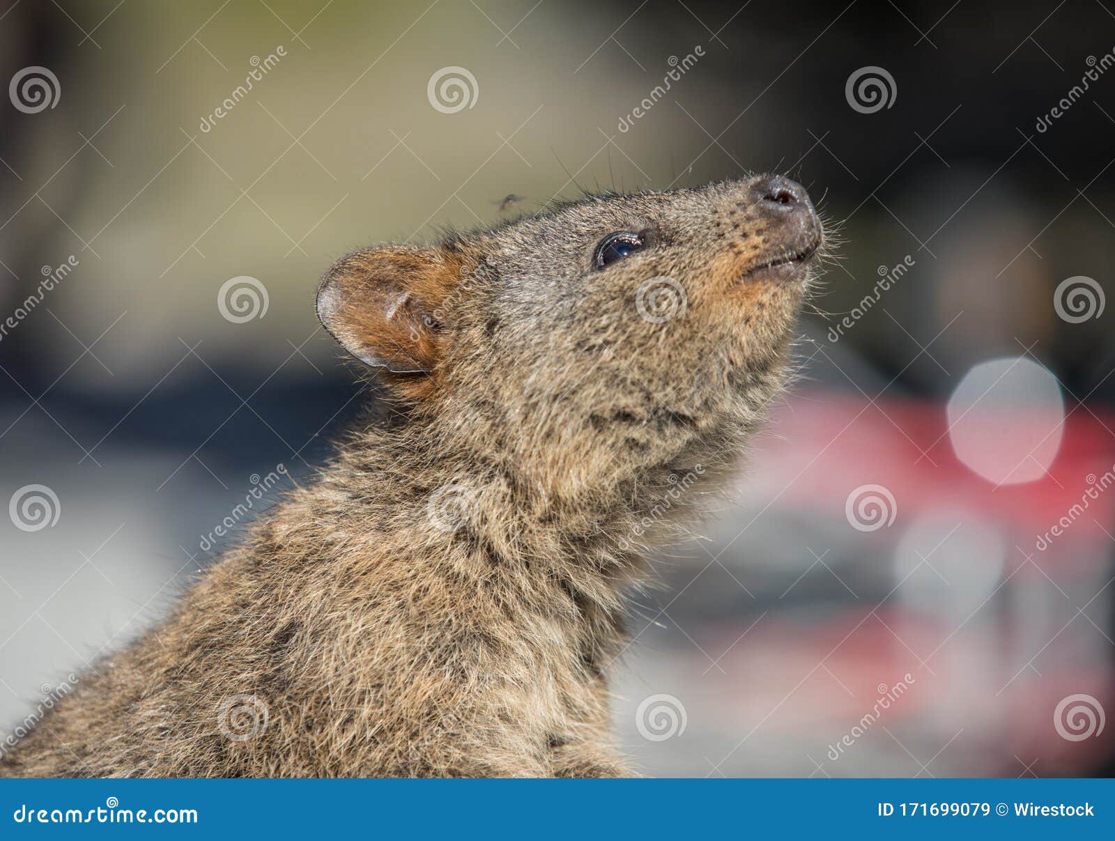 Happy Groundhog Day Dog Stock Photos - Free & Royalty-Free Stock Photos ...