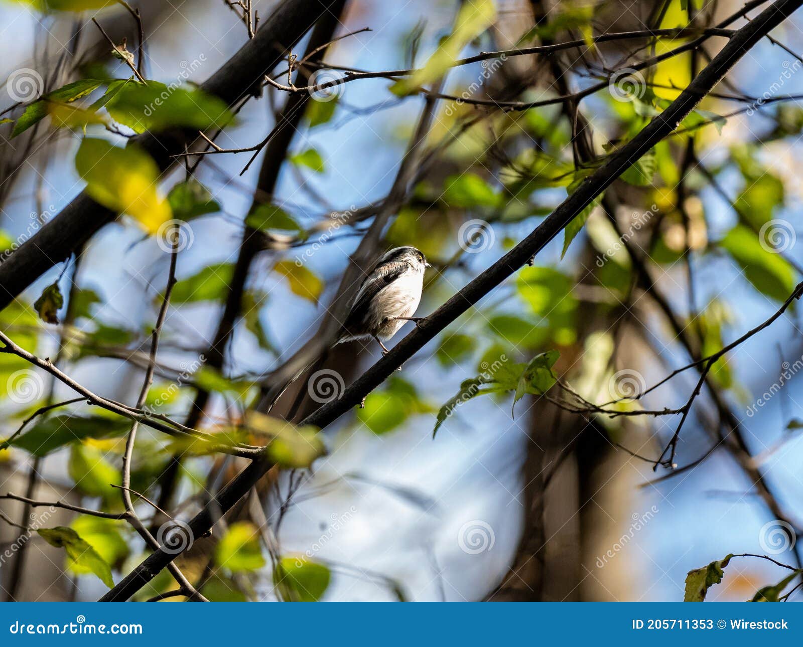 Selective Focus Shot of a Cute Long-tailed Bushtit Sitting on a Tree ...