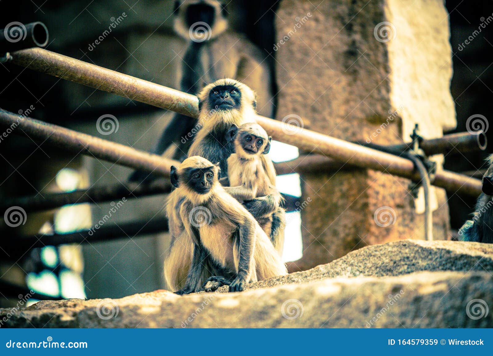 Selective Focus Shot of Cute Monkeys Looking at Different Directions ...