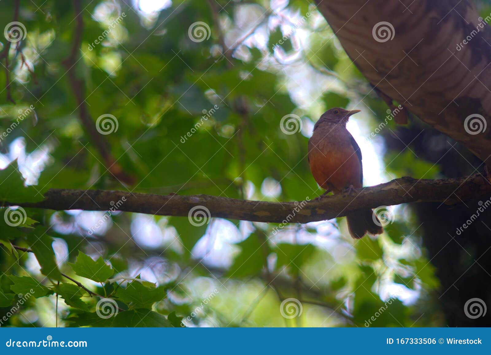 Selective Focus Shot of Cute Old World Flycatchers Hanging Out on a ...