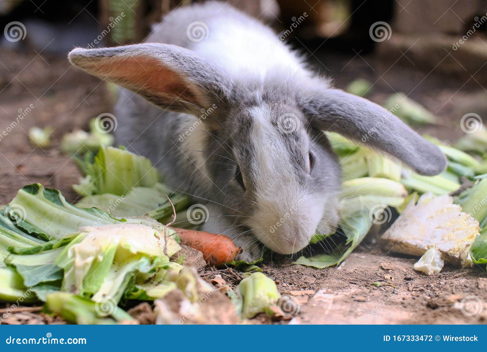 Selective Focus Shot of a Cute Rabbit Eating Carrot and Cabbage Stock ...