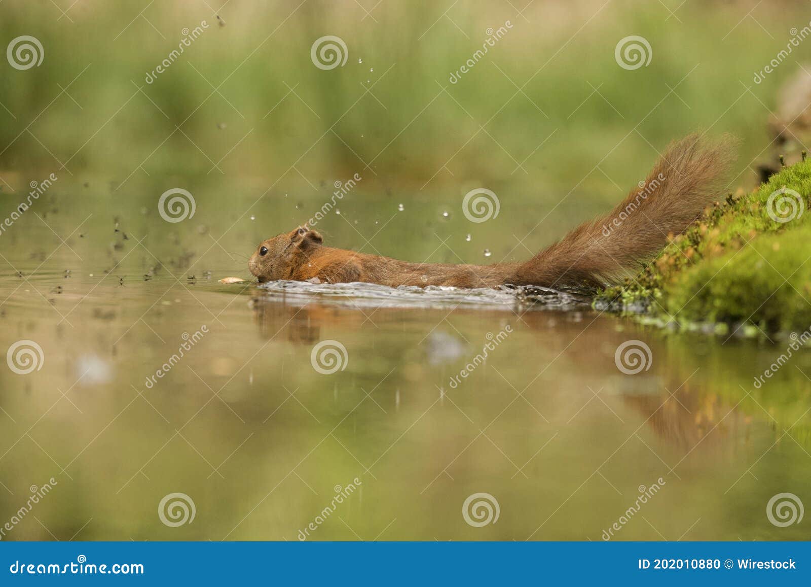 Selective Focus Shot of a Cute Squirrel in the Water Stock Photo ...
