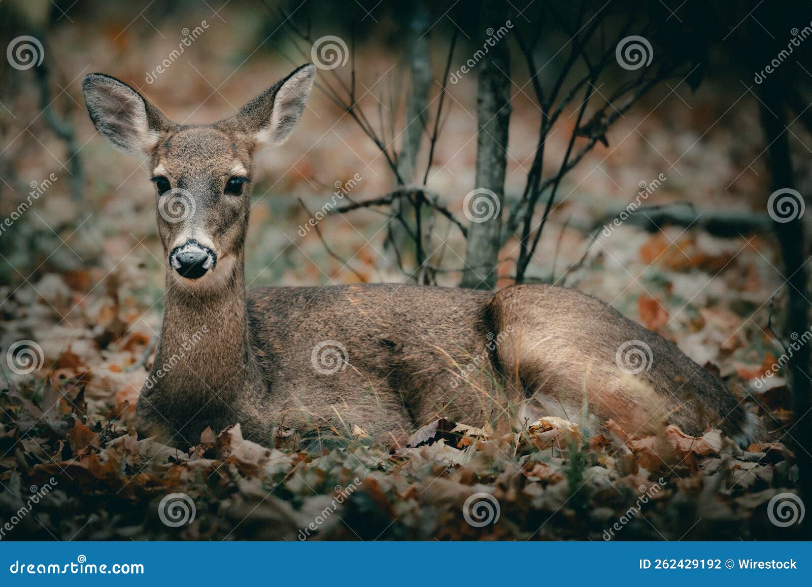 Selective Focus Shot of a Deer Relaxing on the Ground Stock Photo ...