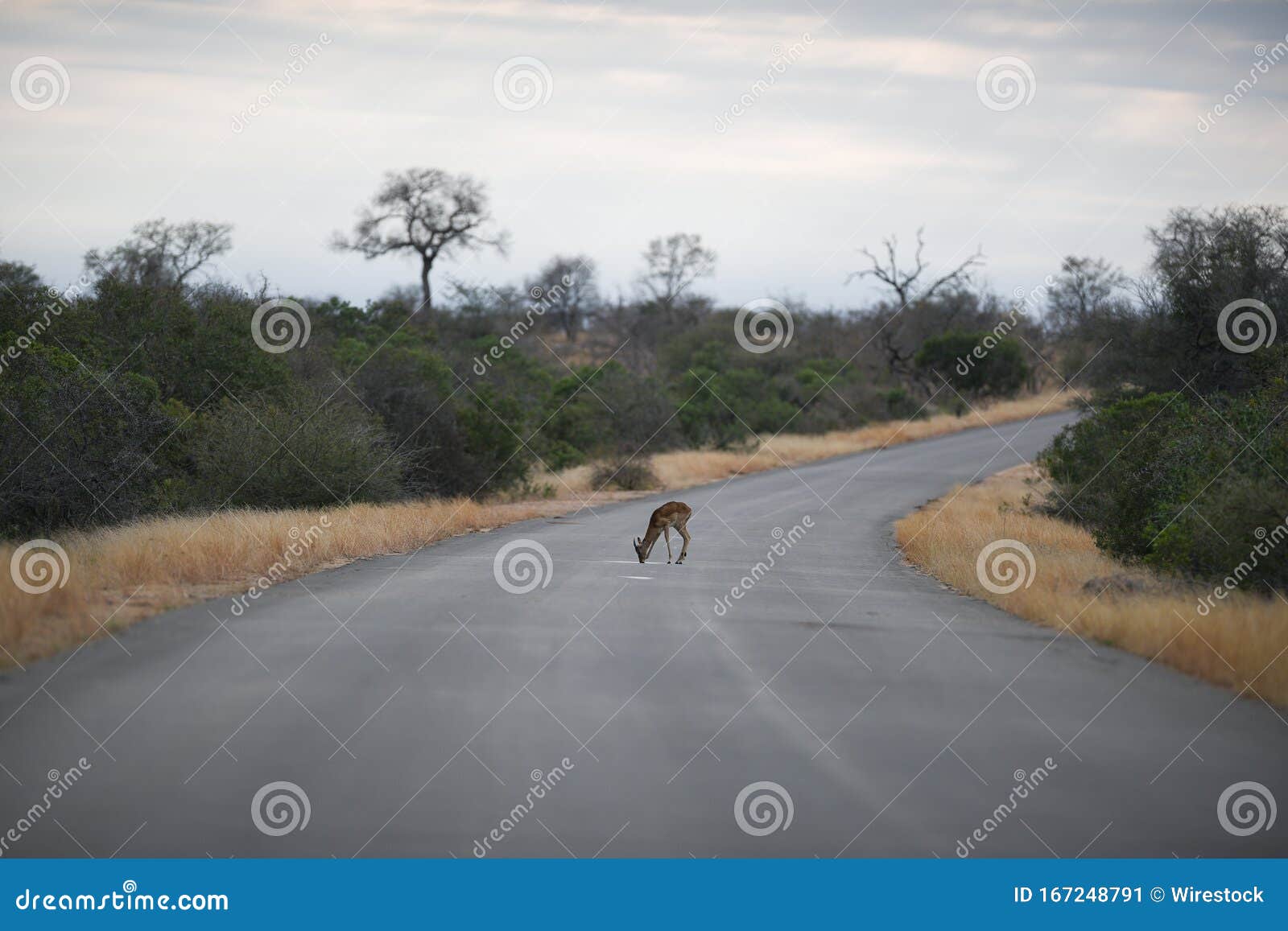 Selective Focus Shot of a Deer Standing on the Road in the Distance ...