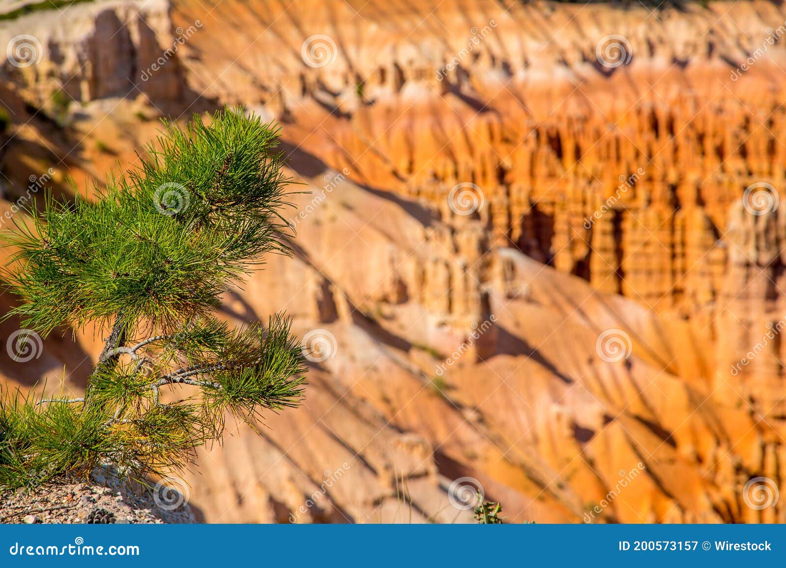 Selective Focus Shot of a Desert Plant with the Bryce Canyon in the ...