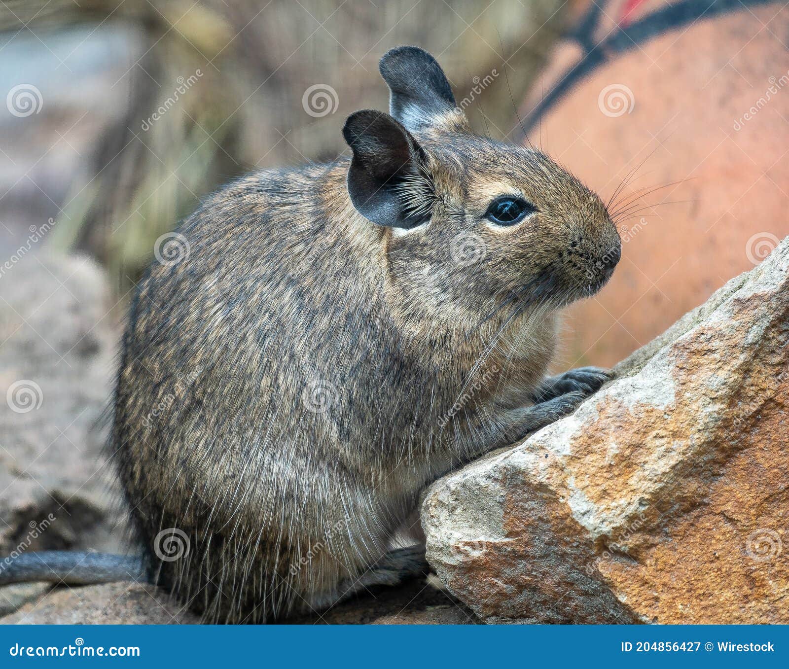 Selective Focus Shot of a Desert Woodrat Stock Image - Image of sits ...