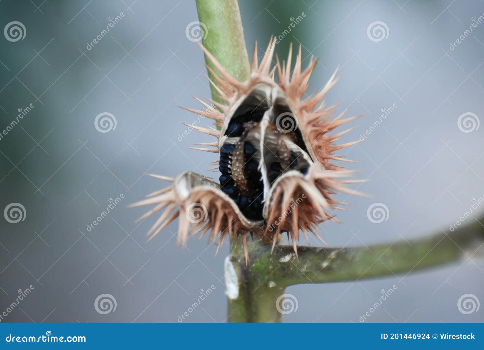 Selective Focus Shot Devil S Snare Plant Stock Photo - Image of organic ...