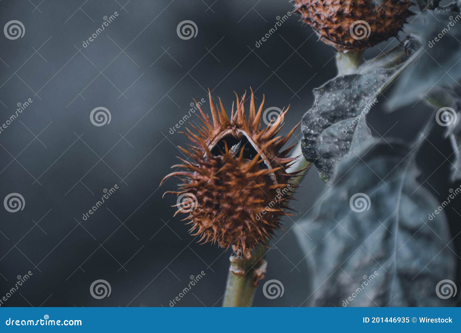 Selective Focus Shot of Devil S Snare Plant Stock Image - Image of tree ...