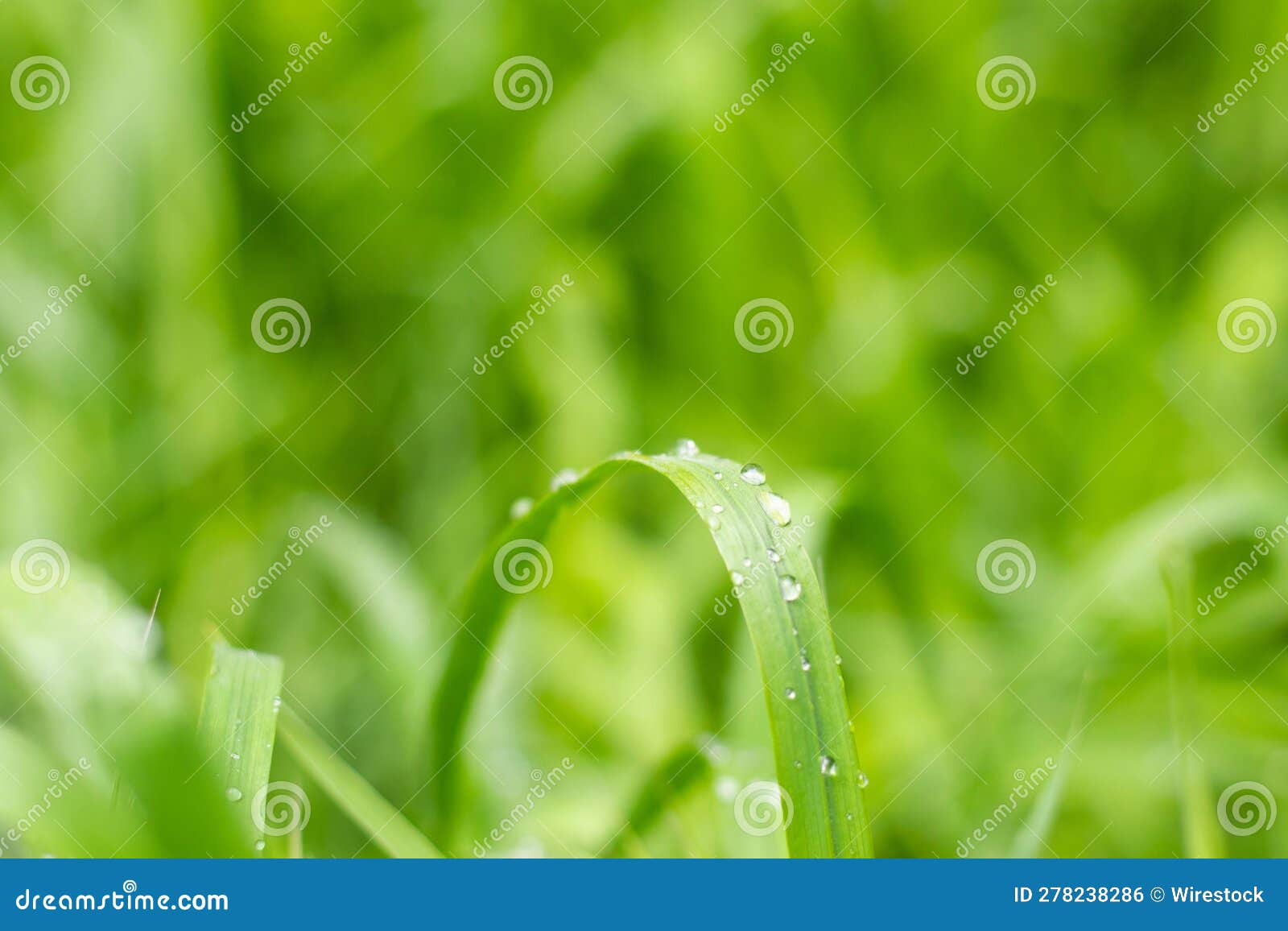 Selective Focus Shot of Dew Droplets on a Blade of Grass Stock Photo ...