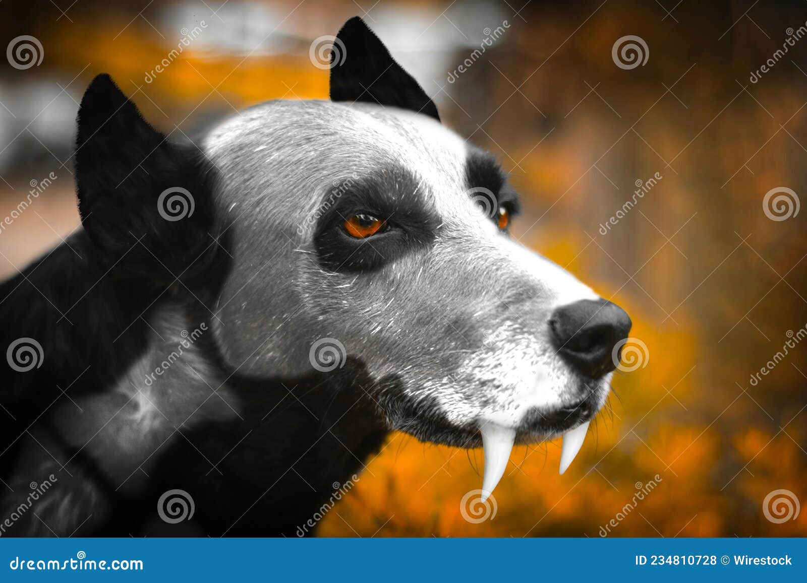 Selective Focus Shot of a Dog with Sharp Teeth Stock Photo - Image of ...