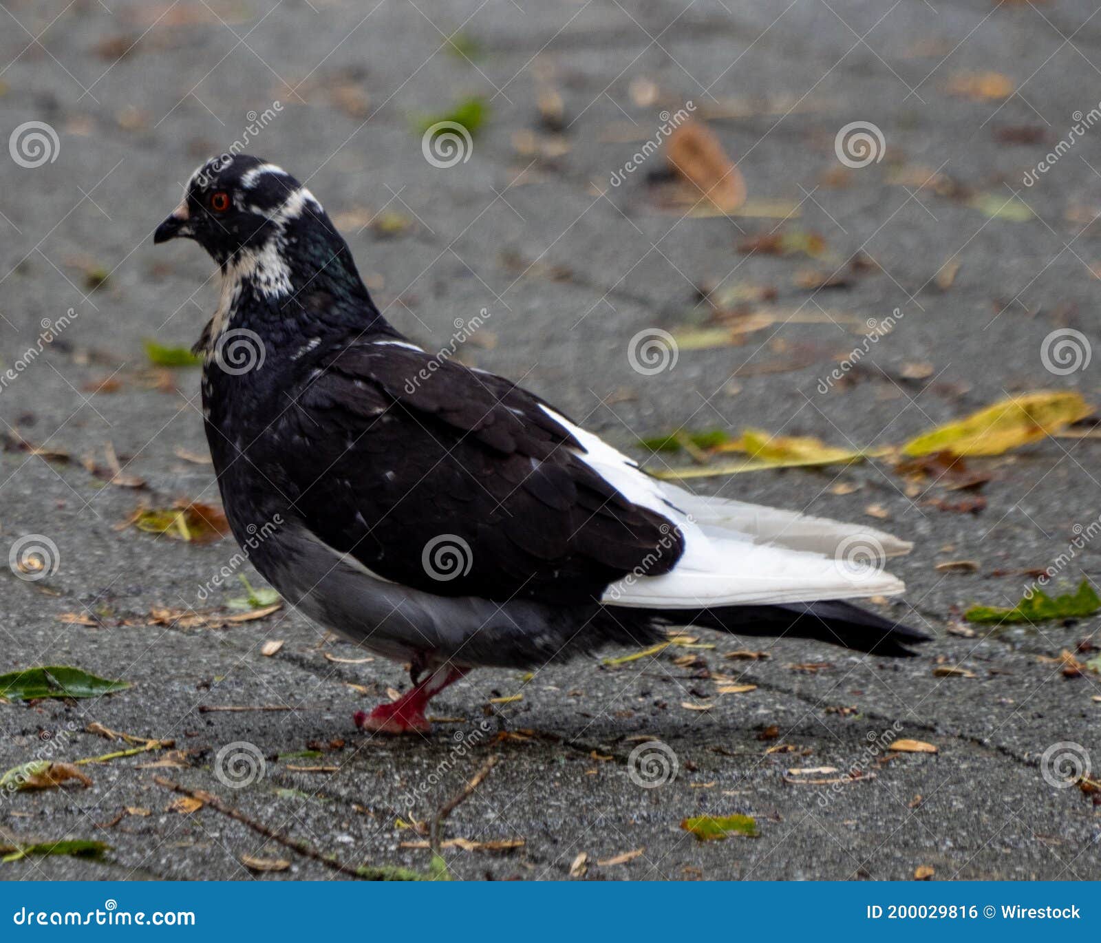 Selective Focus Shot of a Dove Perched on the Ground Stock Photo ...