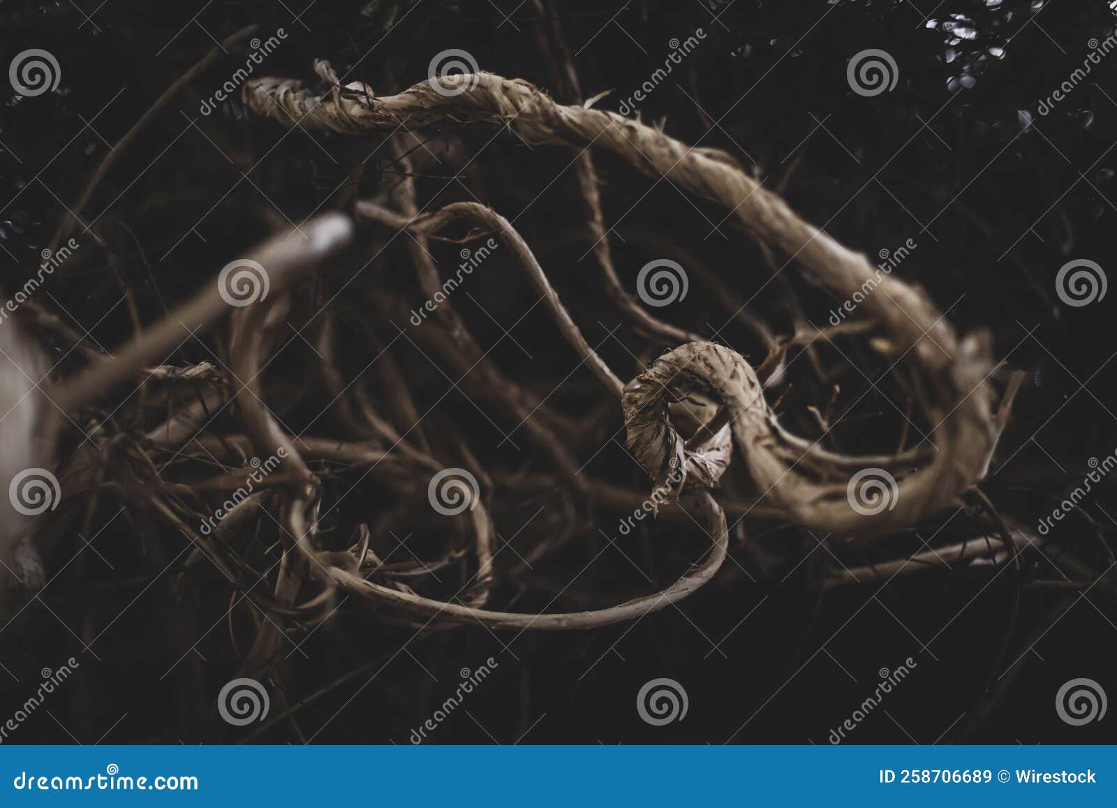 Selective Focus Shot of Dried Tree Roots Stock Image - Image of natural ...