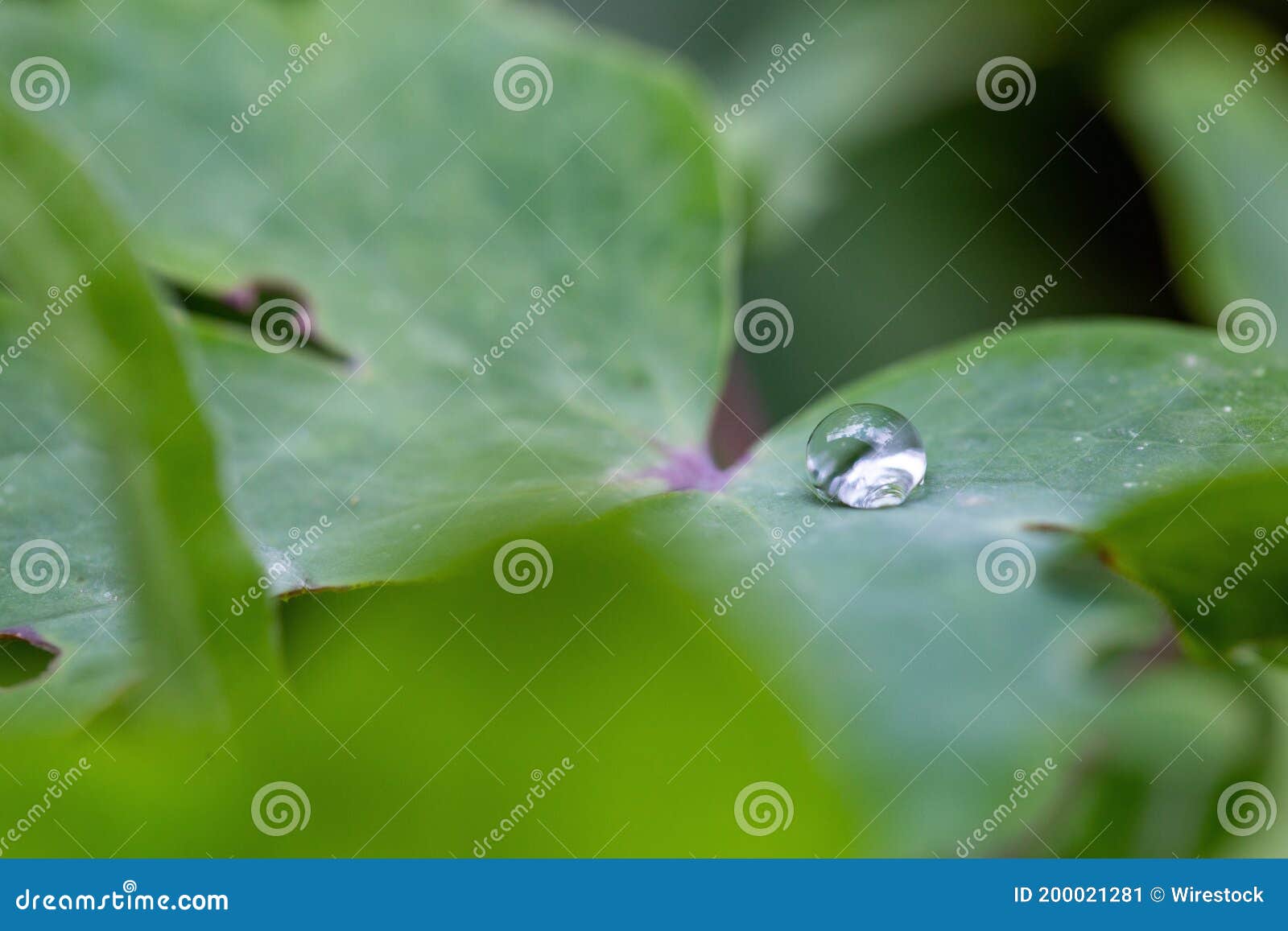 Selective Focus Shot of a Droplet on a Green Leaf Stock Image - Image ...