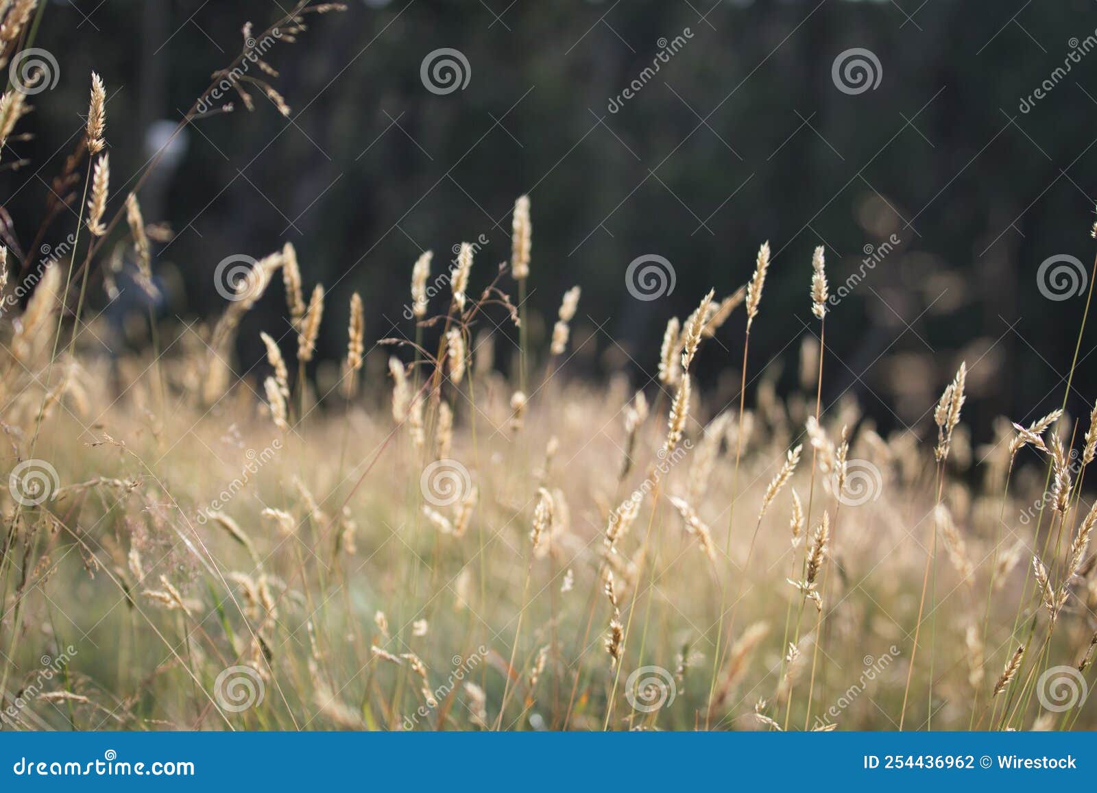 Selective Focus Shot of Dry Tall Grass in the Field Stock Photo - Image ...