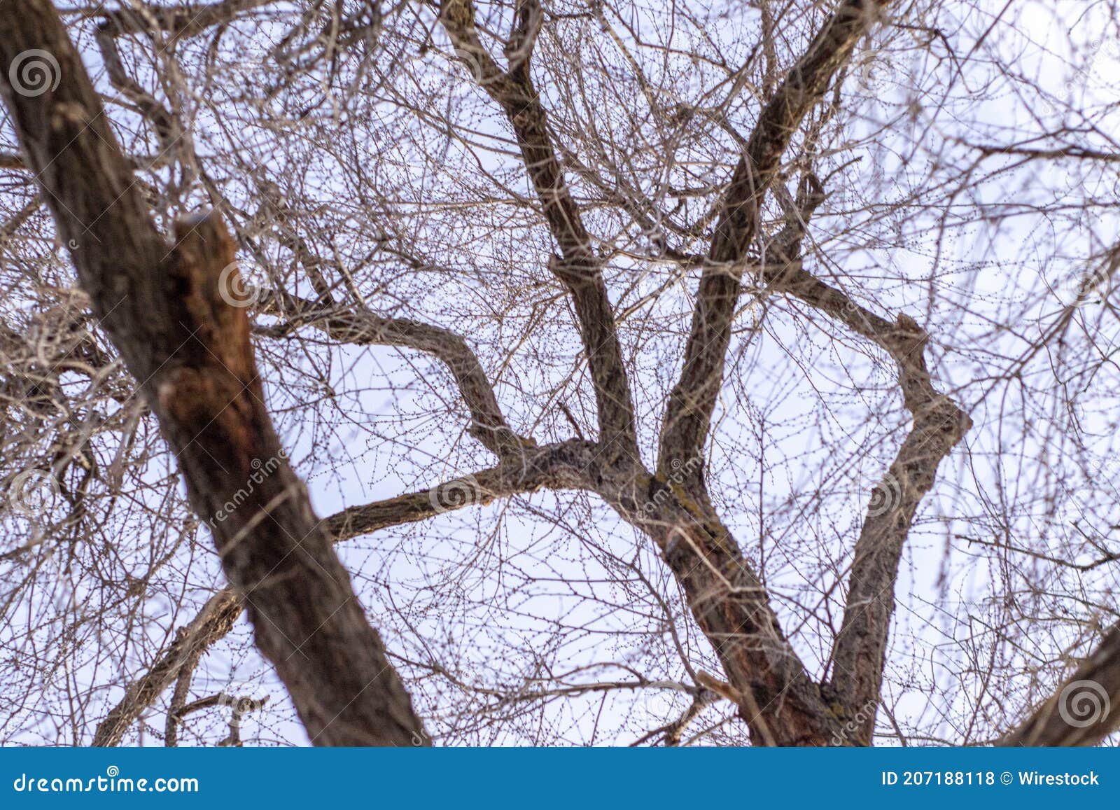 Selective Focus Shot of Dry Tree Branches Stock Photo - Image of branch ...