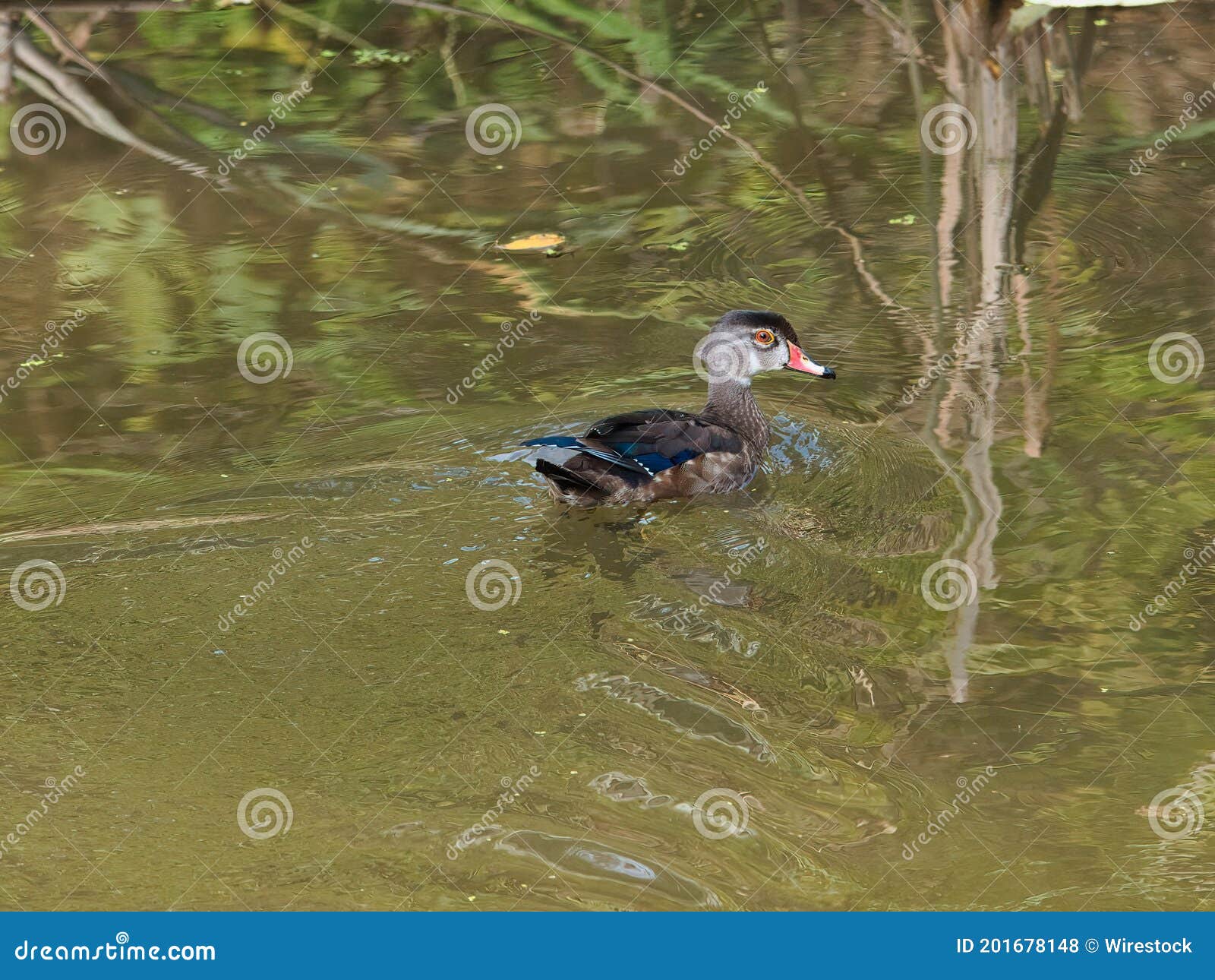 Selective Focus Shot of a Duck in the Water Stock Photo - Image of beak ...