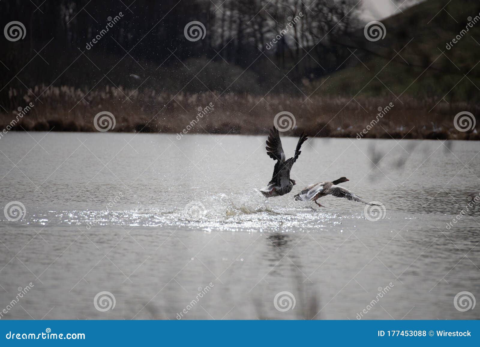 Selective Focus Shot of Ducks Landing on the Water Stock Photo - Image ...