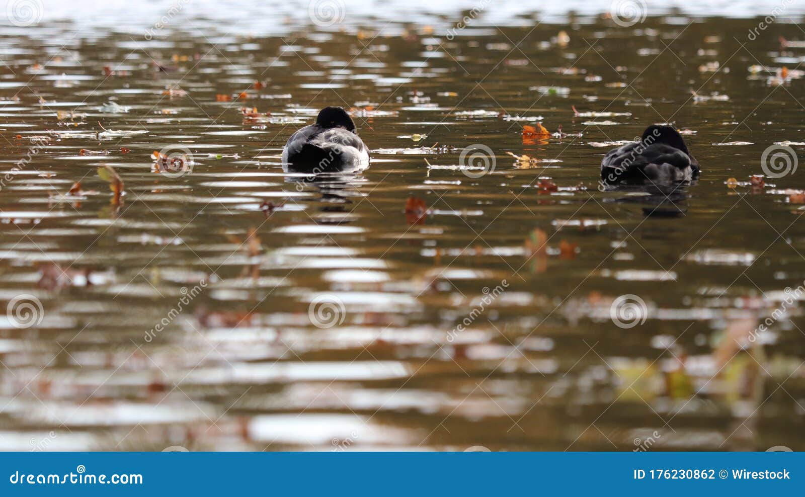 Selective Focus Shot of Ducks Swimming on the Water with a Blurred ...