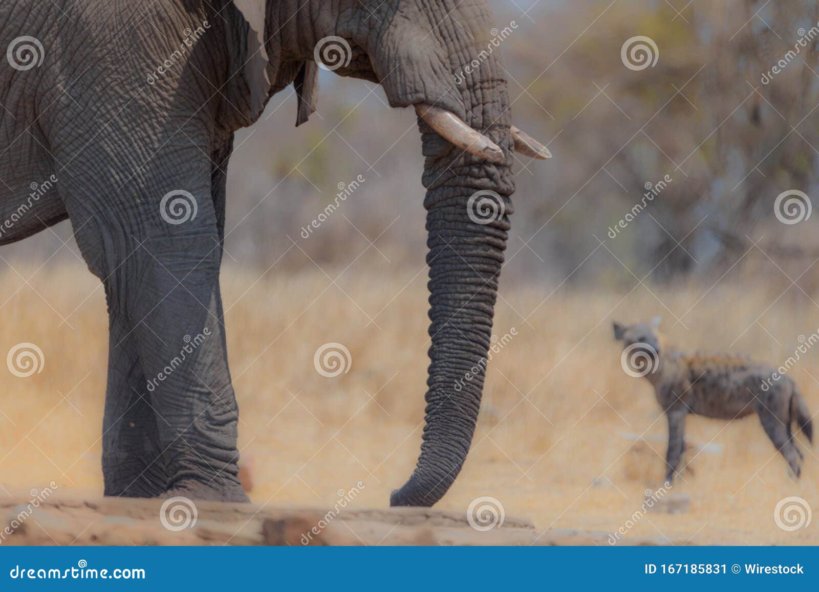Selective Focus Shot of an Elephant with a Blurred Hyena in the ...