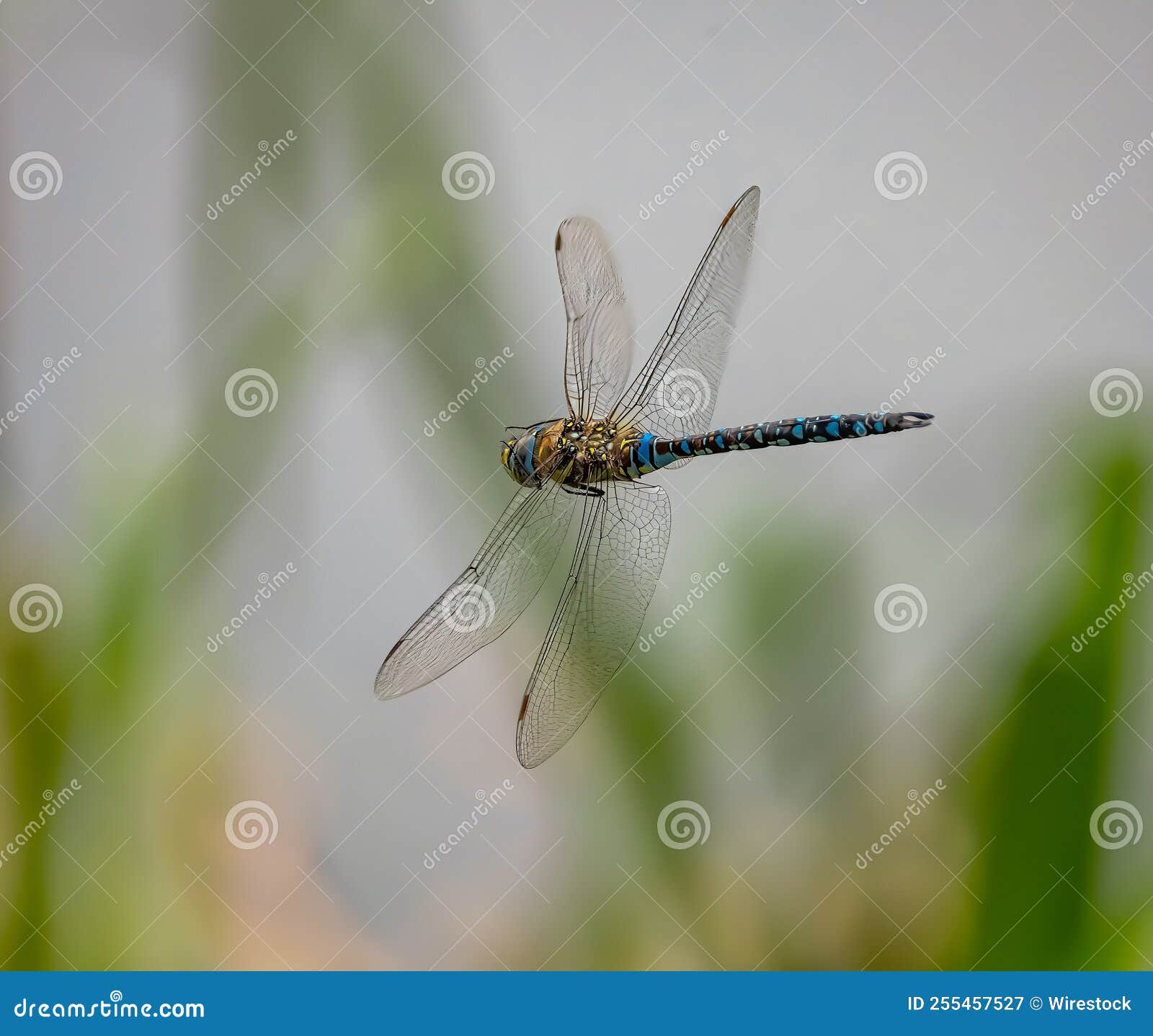 Selective Focus Shot of an Emperor Dragonfly in Flight Stock Image ...