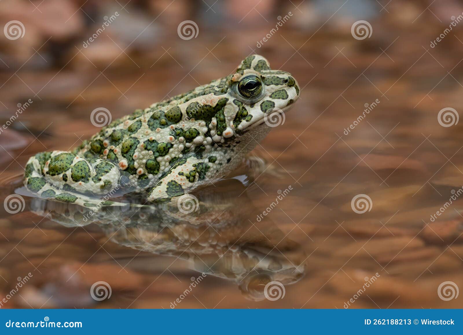 Selective Focus Shot of the European Green Toad in the Water Stock ...