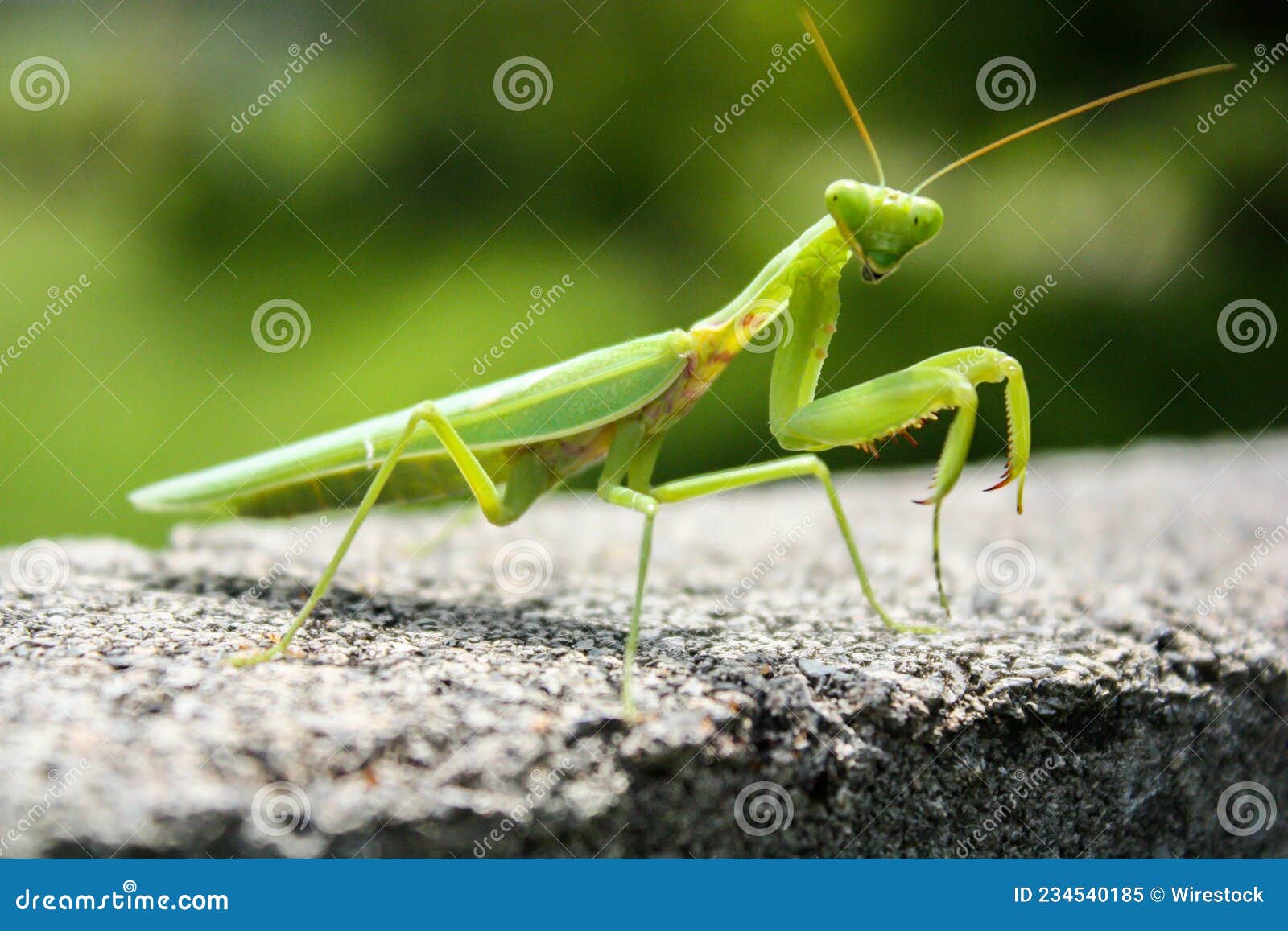 Selective Focus Shot of a European Mantis Stock Image - Image of animal ...