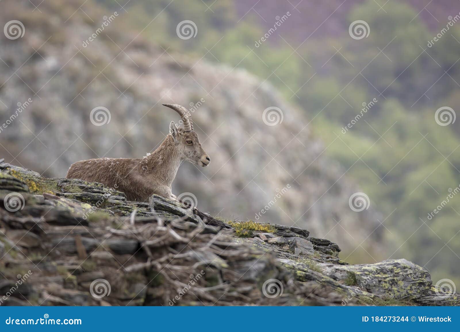 Selective Focus Shot of a Feral Goat Resting on a Rocky Ledge Stock ...