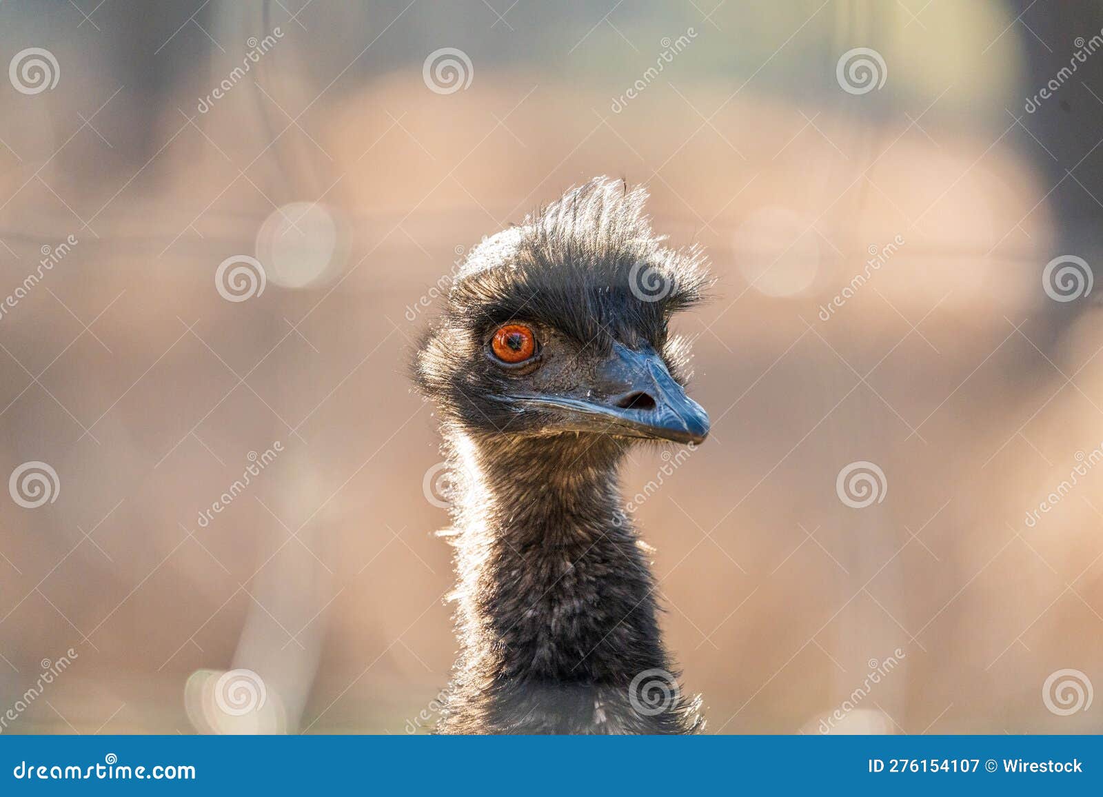 Selective Focus Shot of a Fluffy Emu Bird with Red Eyes Stock Image ...