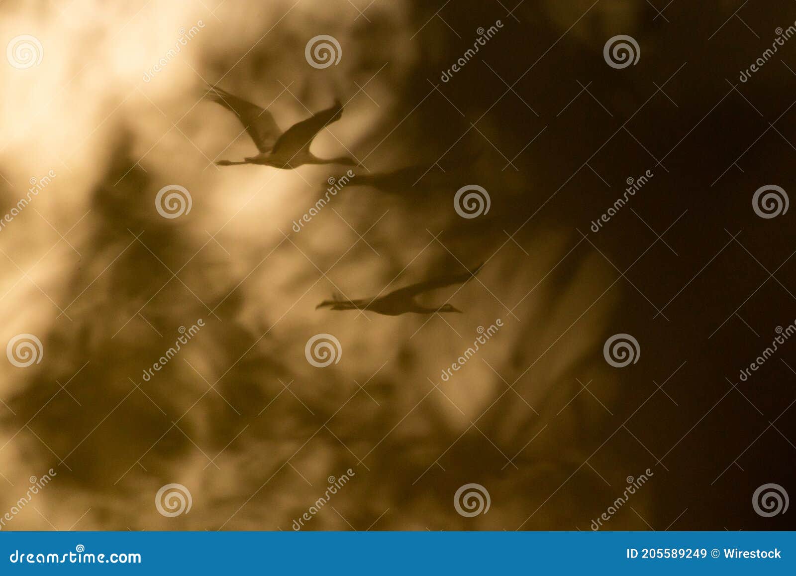 Selective Focus Shot of Flying Birds in the Sky Stock Image - Image of ...