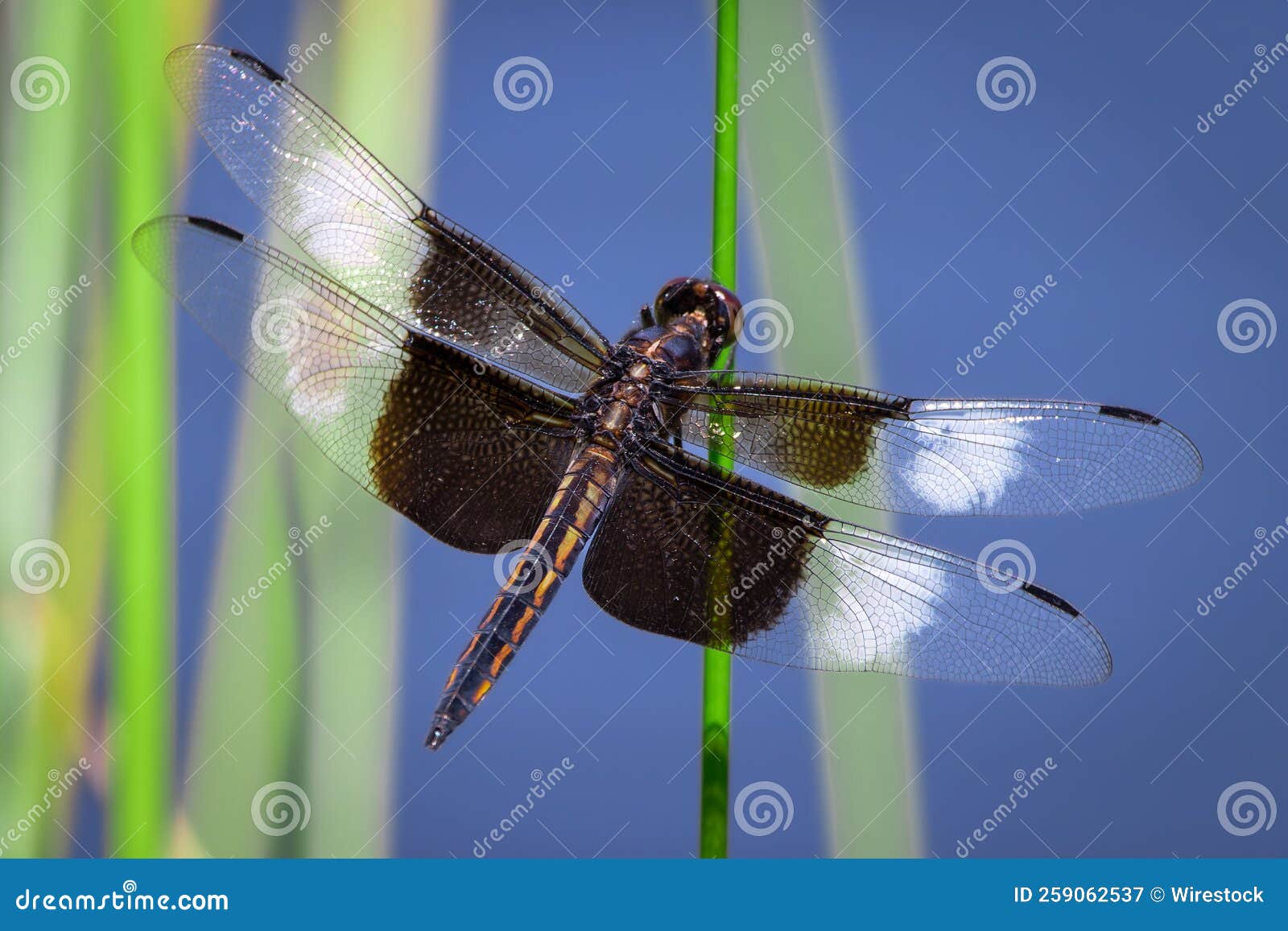 Selective Focus Shot of a Flying Window Skimmer. Stock Illustration ...